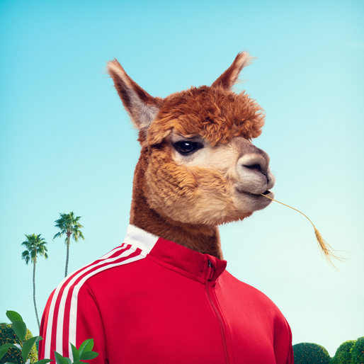 B&A - Animals